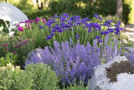 Mirrinminttu Mihkel Saar Puukool Junior Walker | bauhaus.fi