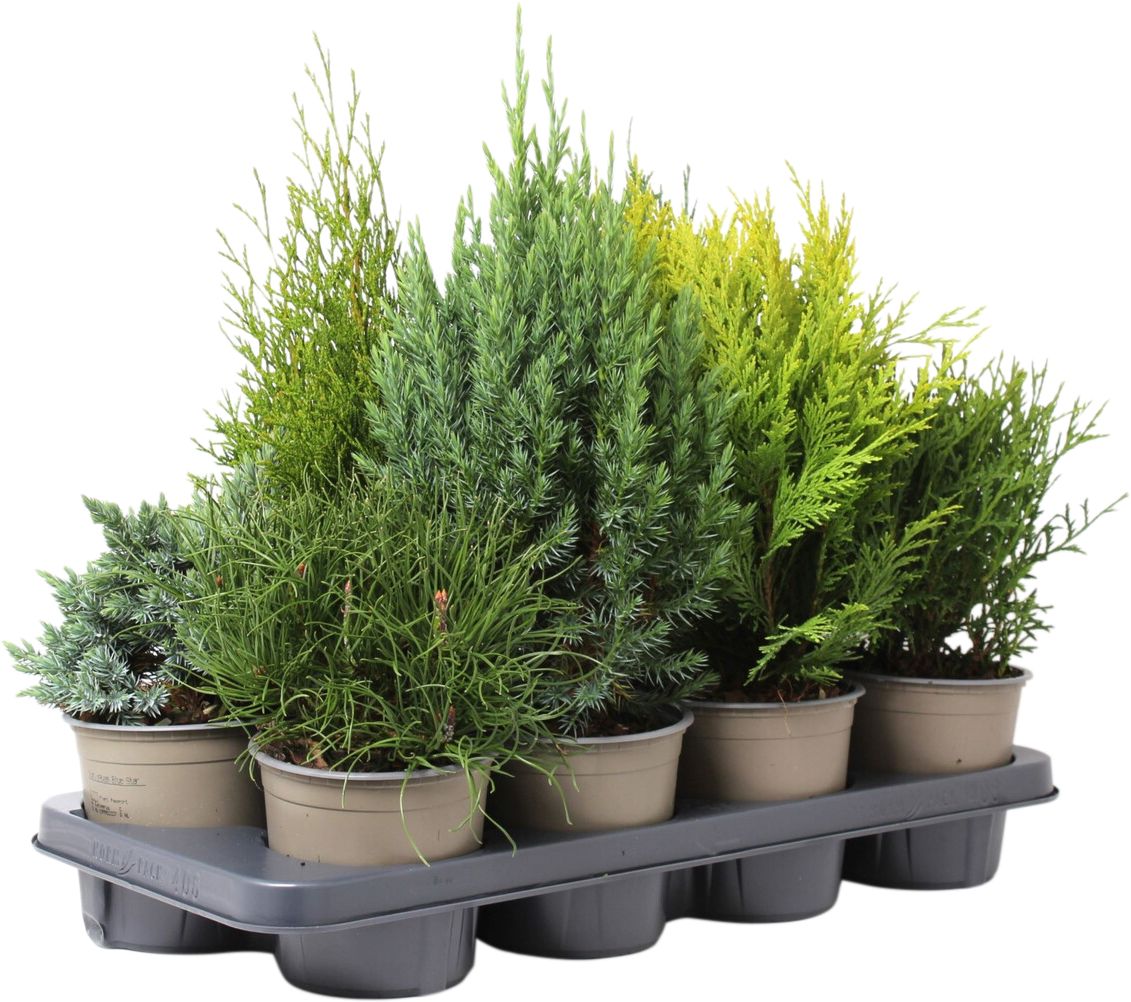 Havu Mix P13 | bauhaus.fi