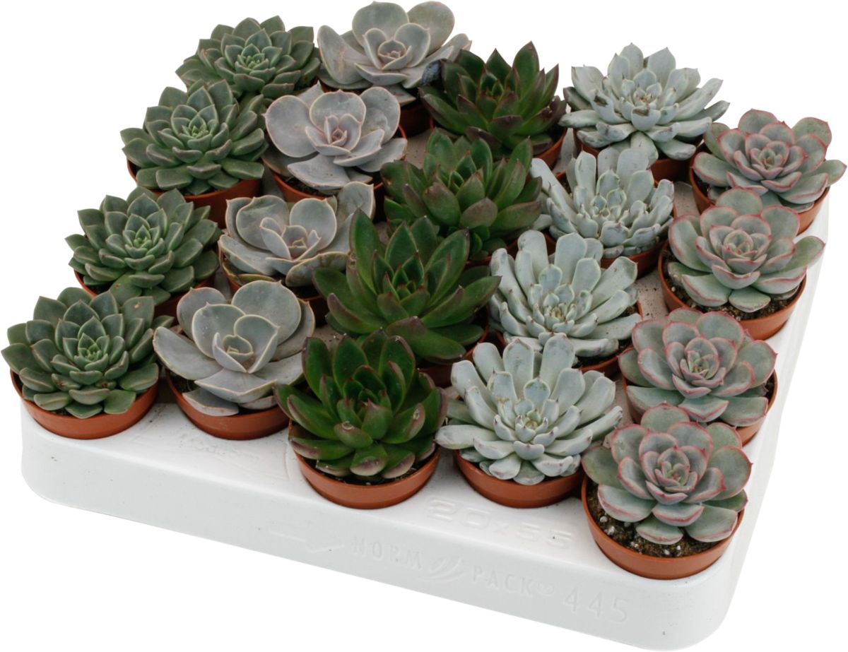 Mehiruusuke Echeveria Mix P5,5 | bauhaus.fi