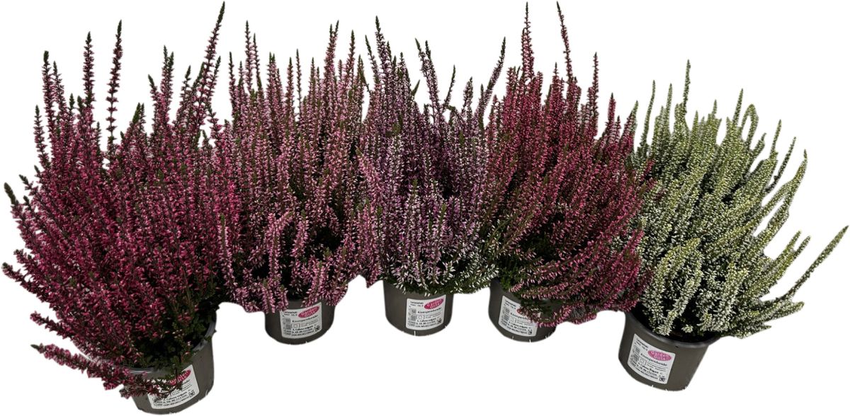 Kanerva Calluna P9 | bauhaus.fi