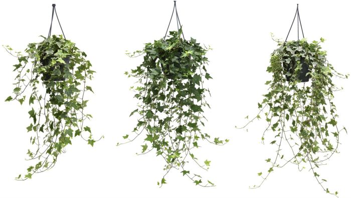 Muratti Hedera Mix P13 | bauhaus.fi