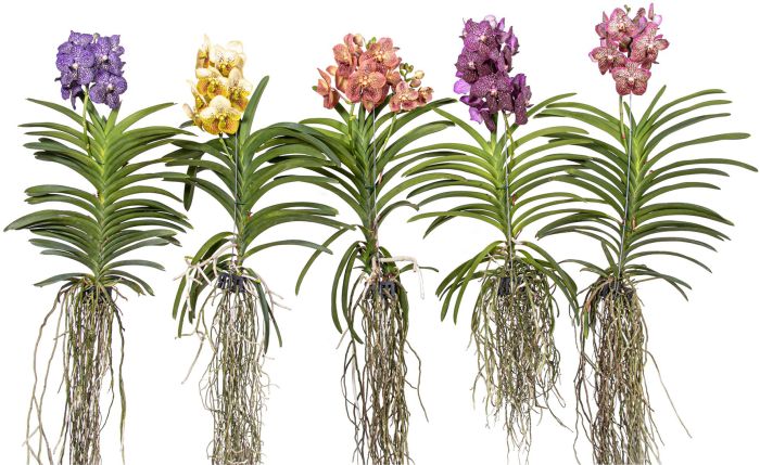 Orkidea Vanda Mix XXL 80 cm | bauhaus.fi