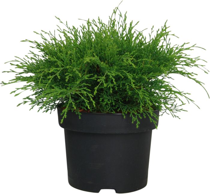 Tuivio Microbiota Decussata P17 | bauhaus.fi